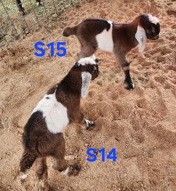 Sales Information Breeding Kidding