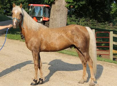 Horses For Sale
