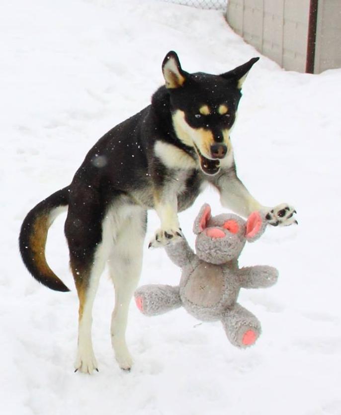 Rescue Dogs And Puppies For Adoption, Dog Rescue in Ontario Canada ... Rescue Dogs And Puppies For Adoption, Dog Rescue in Ontario Canada ...