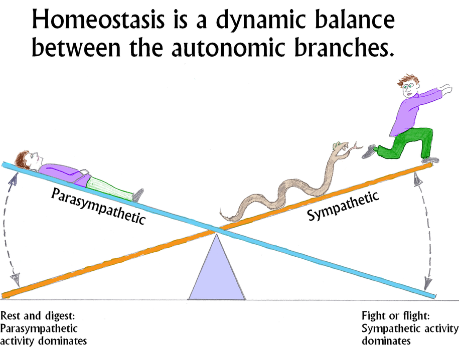 homeostasis homeostasis