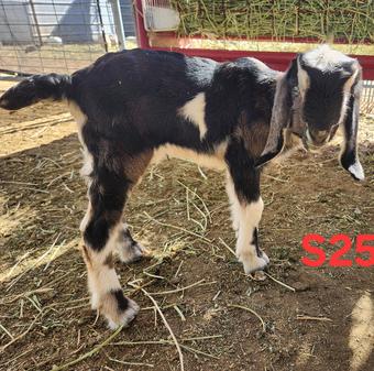 Sales Information Breeding Kidding