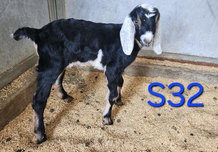 Sales Information Breeding Kidding