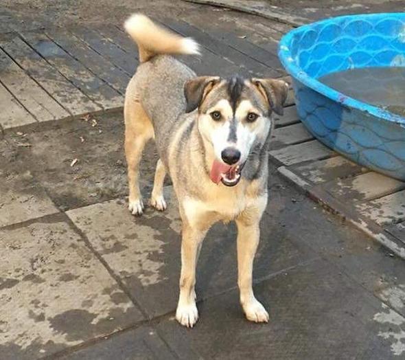 Rescue Dogs And Puppies For Adoption - Thunder Dog Rescue - Thunder Bay, On Rescue Dogs And Puppies For Adoption - Thunder Dog Rescue - Thunder Bay, On