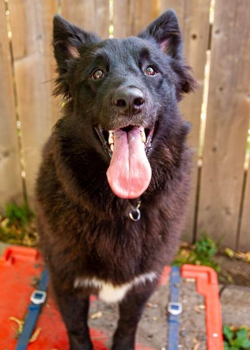 Rescue Dogs And Puppies For Adoption - Thunder Dog Rescue - Thunder Bay, On Rescue Dogs And Puppies For Adoption - Thunder Dog Rescue - Thunder Bay, On