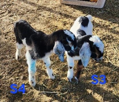 Sales Information Breeding Kidding