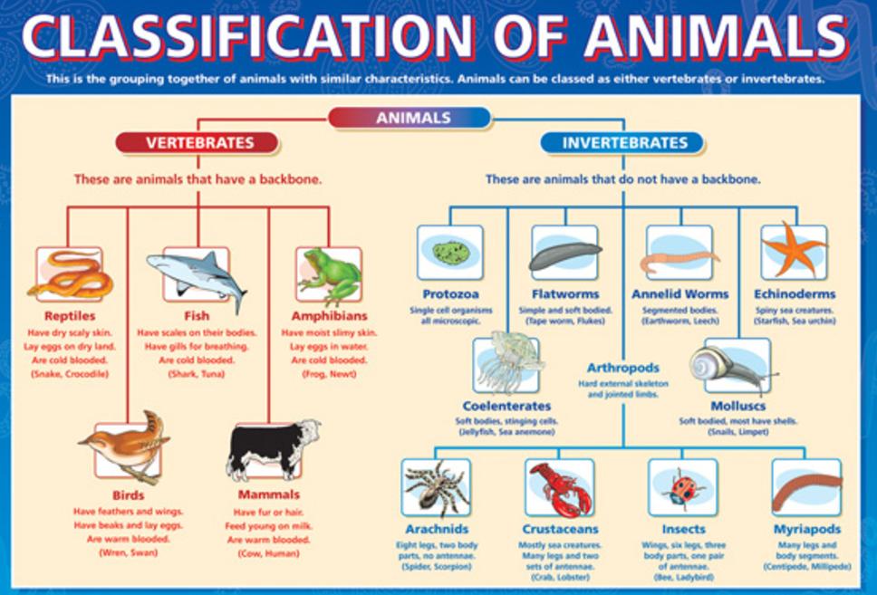 viruses bateria protists