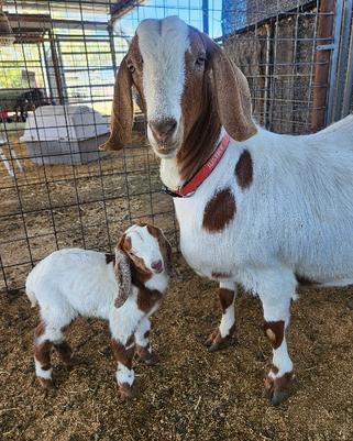 Sales Information Breeding Kidding