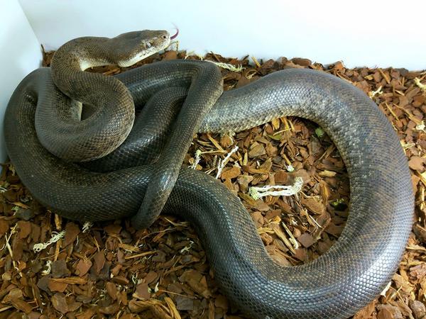 Pythons
