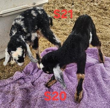 Sales Information Breeding Kidding