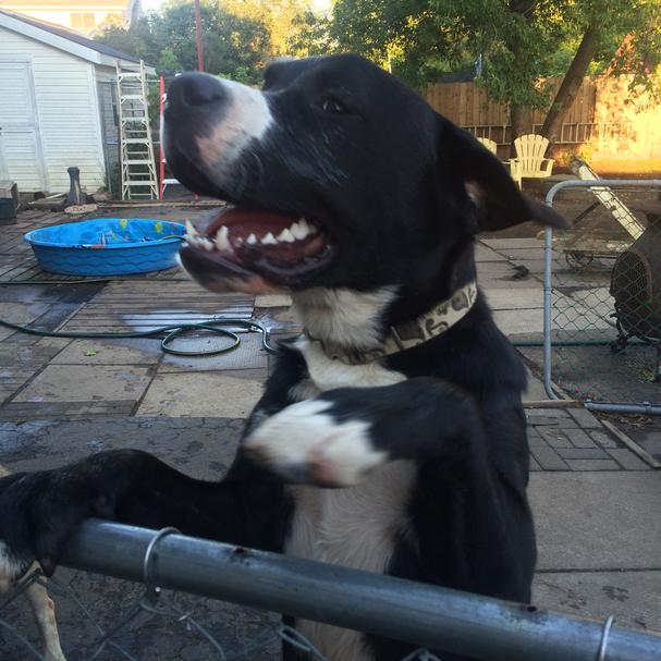 Rescue Dogs And Puppies For Adoption - Thunder Dog Rescue - Thunder Bay, On Rescue Dogs And Puppies For Adoption - Thunder Dog Rescue - Thunder Bay, On