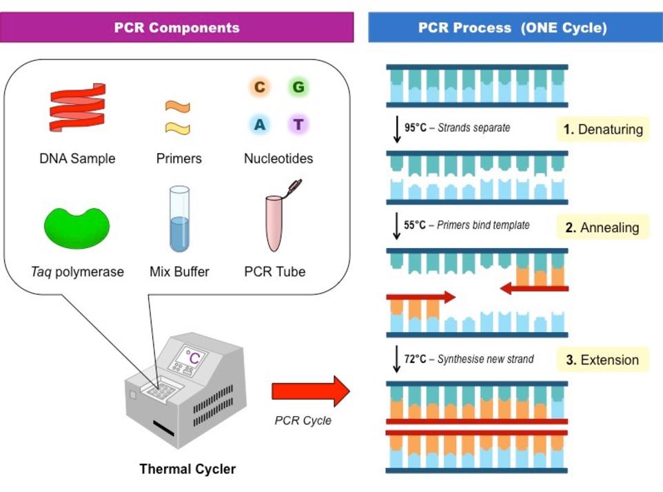 PCR PCR