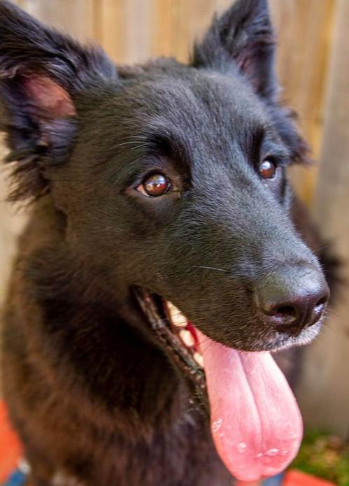Rescue Dogs And Puppies For Adoption - Thunder Dog Rescue - Thunder Bay, On Rescue Dogs And Puppies For Adoption - Thunder Dog Rescue - Thunder Bay, On
