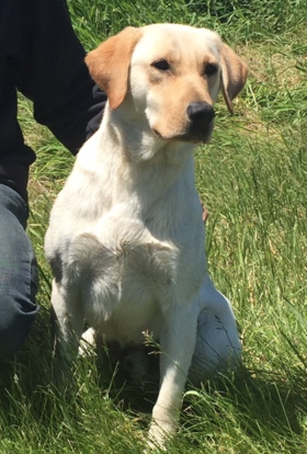 Yellow Labrador Puppies For Sale Wisconsin, Champion bred for hunting
