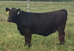 Home [www.jtmorelandfarms.com]