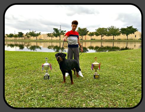 Legendary Rottweilers, German Rotts, ADRK lines, German Rottweilers ...