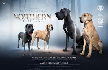 Northern Great Danes