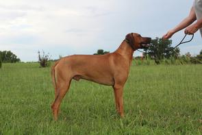 Home [www.whirlawayrhodesians.com]