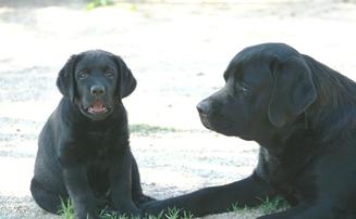 Home [www.quailchaselabradors.com]