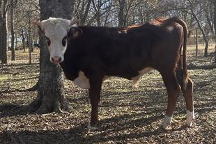 Texas Miniature Longhorn cattle for sale. Hobby Farm's fun!