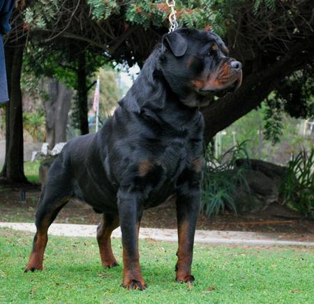 Von Ruelmann Rottweilers inc - German Rottweiler Puppies For Sale ...