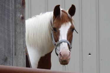 Meet The Horses - Horseback Riding Tipton Iowa City Cedar Valley Stables