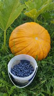 HOME [www.augustablueberries.com]