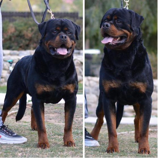 Von Ruelmann Rottweilers inc - German Rottweiler Puppies For Sale ...