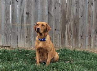 Big Bear Kennel - Labrador Puppies For Sale, British Labrador Puppies ...