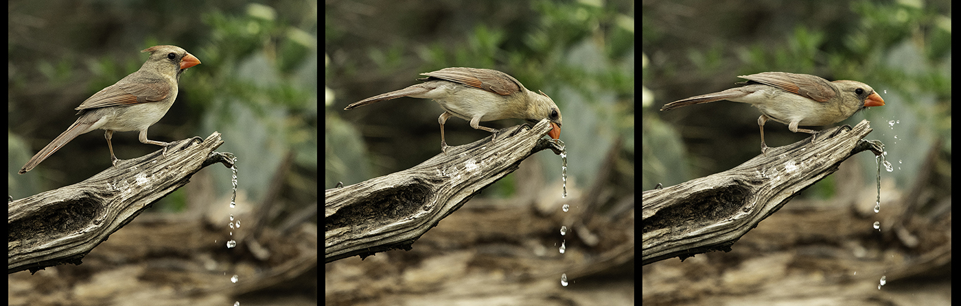 Home [www.austinshutterbug.com]