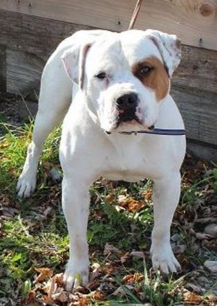 Standard American Bulldog Puppies