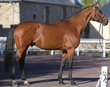 Stallion Frozen Semen line up available at New Normandy Farm