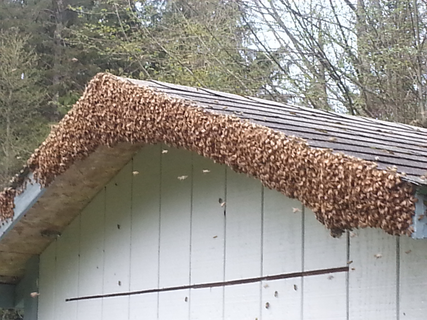 Home [www.maplevalley.farm]