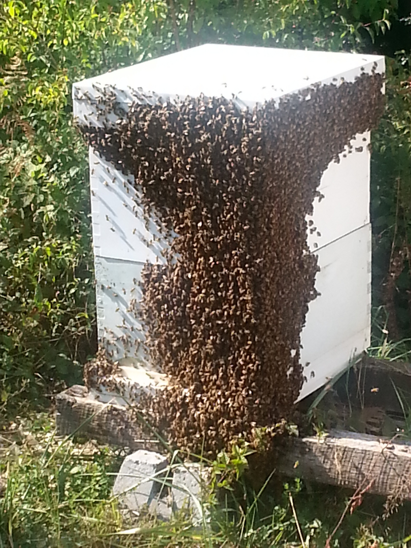 Home [www.maplevalley.farm]