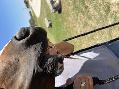 Horses for Sale | Whiskey Canyon Ranch