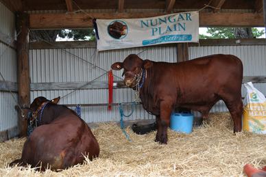 Home [www.nimmitabelshow.com.au]