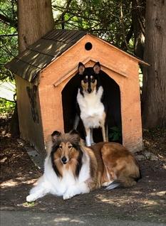 Home [www.thistlebraecollies.com]