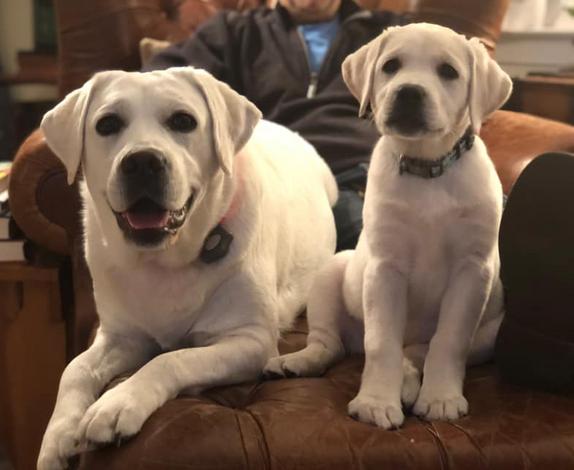 Maryland White Lab Puppies - AKC Lab Pups - English Style Labradors