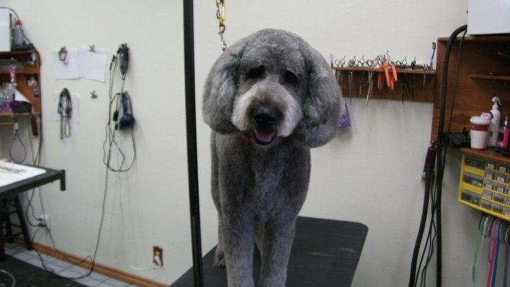 Butler's Pet Grooming