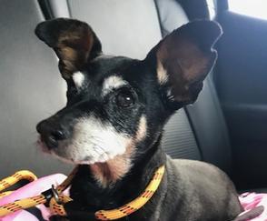 Tails of Gray Senior Dog Rescue available dogs