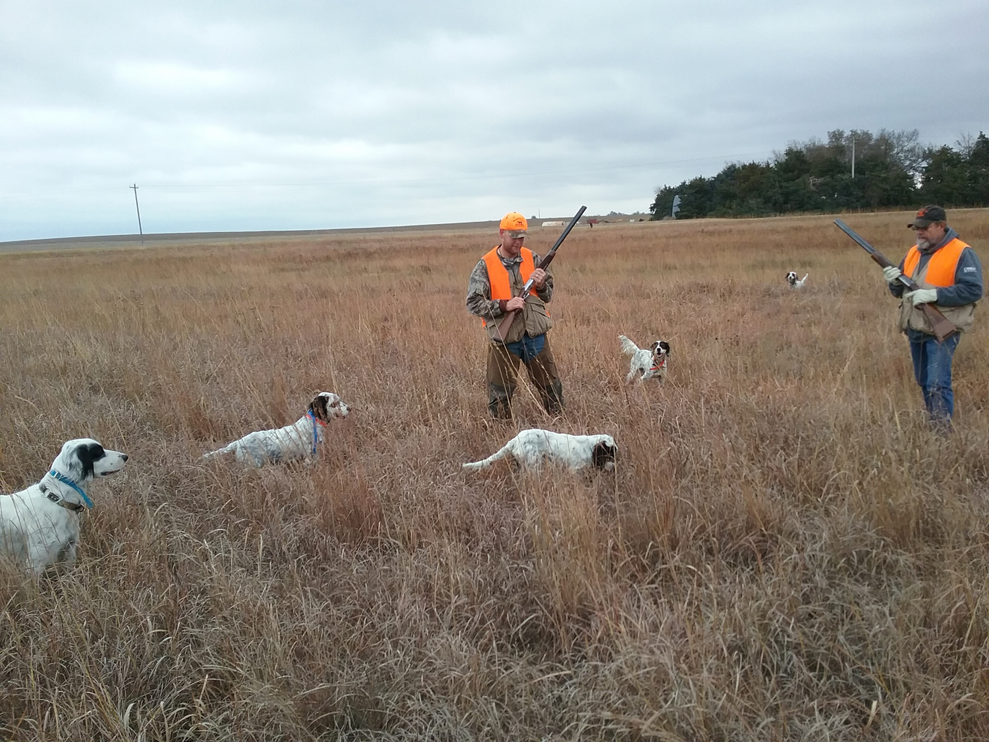 Home [www.morrisgundogs.com]