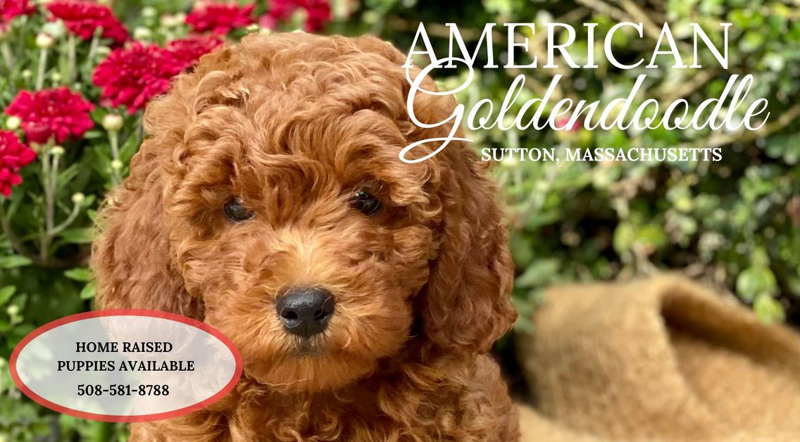Goldendoodle Puppies for Sale Massachusetts - American Goldendoodle