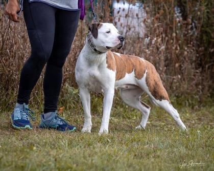 Standard American Bulldog Puppies