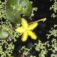 Kol Koi Pondscapes - Pond Construction, Pond Design, Pond Service