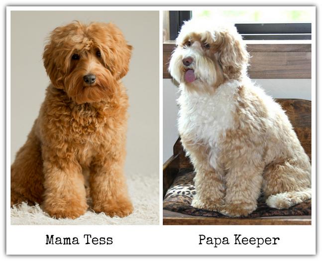 Cherry Lane Labradoodles Puppies