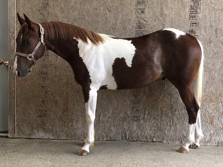 Horses for Sale | Whiskey Canyon Ranch