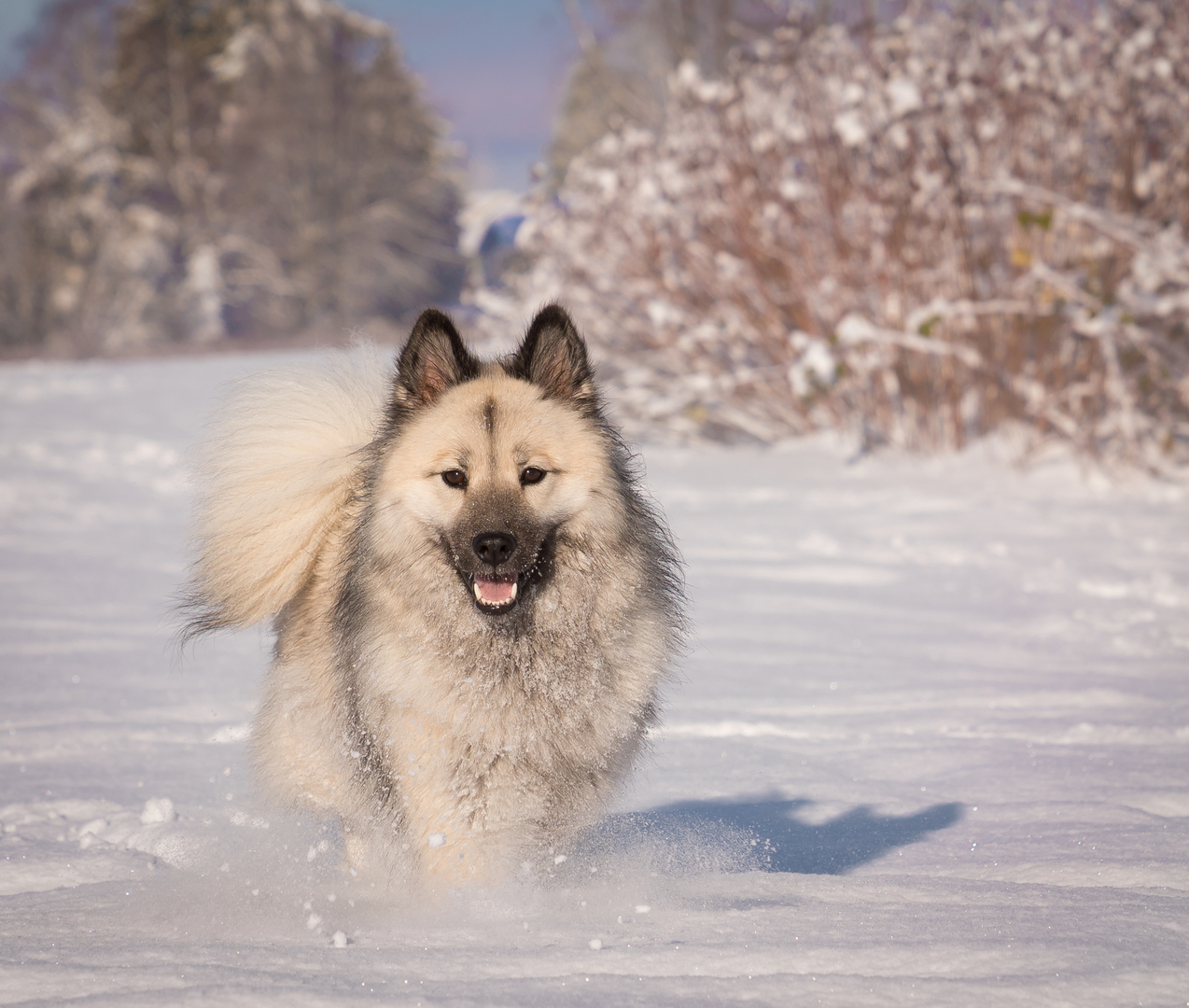 Eurasier Grown up pups