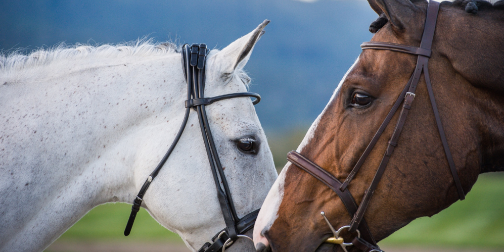 Horseback Riding, Show Jumping, Dressage, Horse Shows, Training, Sales