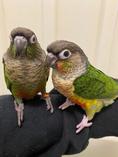 Midnight Parrot Parrot Available Babies, Macaws for sale, parrots for ...