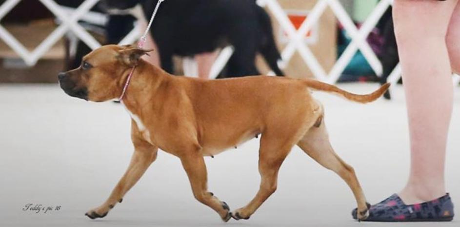 Home [www.kateskanines.com]