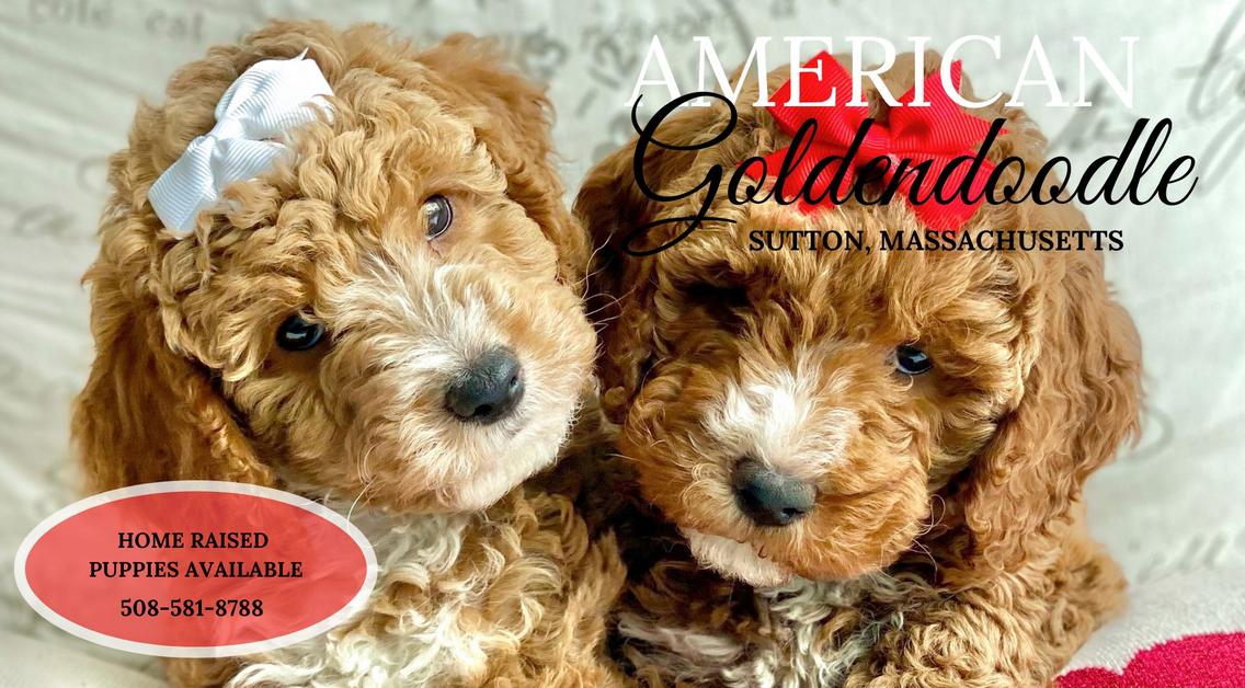 Goldendoodle Puppies for Sale Massachusetts - American Goldendoodle